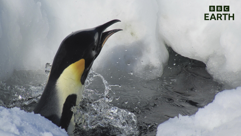 BBC Earth 潜入！スパイカメラ ～ペンギン 極限の親子愛～ 第3話 | WOWOWオンデマンドで見る