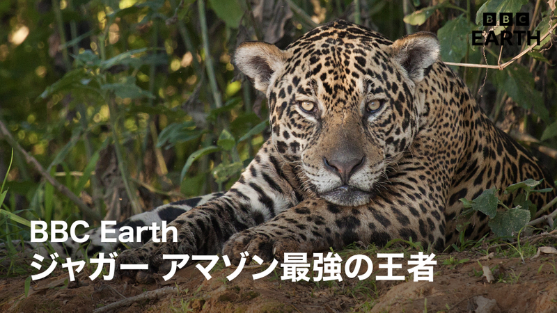 BBC Earth ジャガー アマゾン最強の王者 | WOWOWオンデマンドで見る