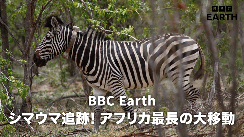 BBC Earth シマウマ追跡！アフリカ最長の大移動 | WOWOWオンデマンドで見る