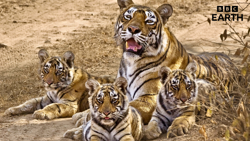 BBC Earth 2025 トラの王国 インドに生きる伝説 #1 | WOWOWオンデマンドで見る