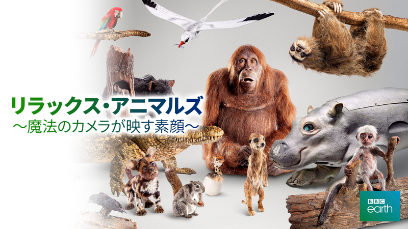 Bbc Earth リラックス・アニマルズ~魔法のカメラが映す素顔~ Wowowオンデマンドで見る