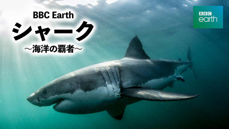 BBC Earth シャーク～海洋の覇者～ 前編 | WOWOWオンデマンドで見る