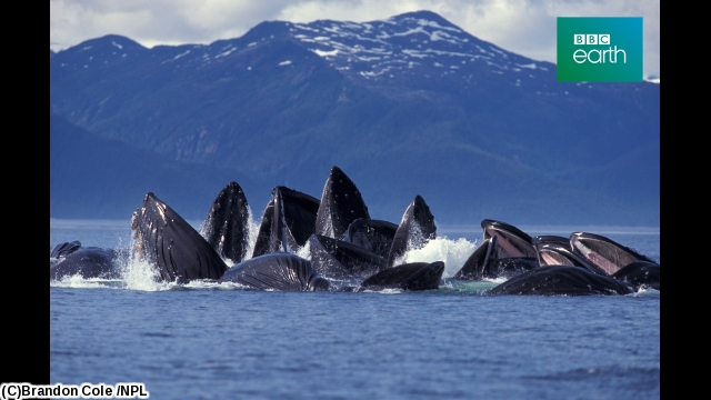 Bbc Earth アニマル・アインシュタイン #1 学習の天才 Wowowオンデマンドで見る