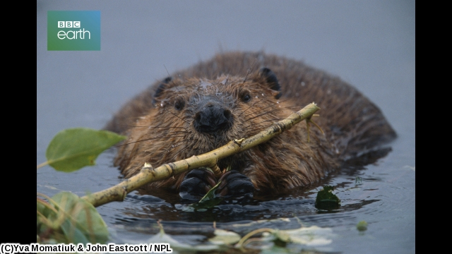 Bbc Earth アニマル・アインシュタイン #3 建築の天才 Wowowオンデマンドで見る