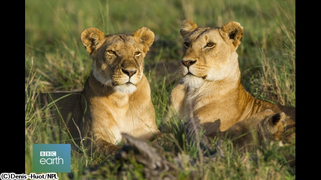 BBC Earth アニマル・アインシュタイン ＃4 順応の天才 | WOWOWオンデマンドで見る