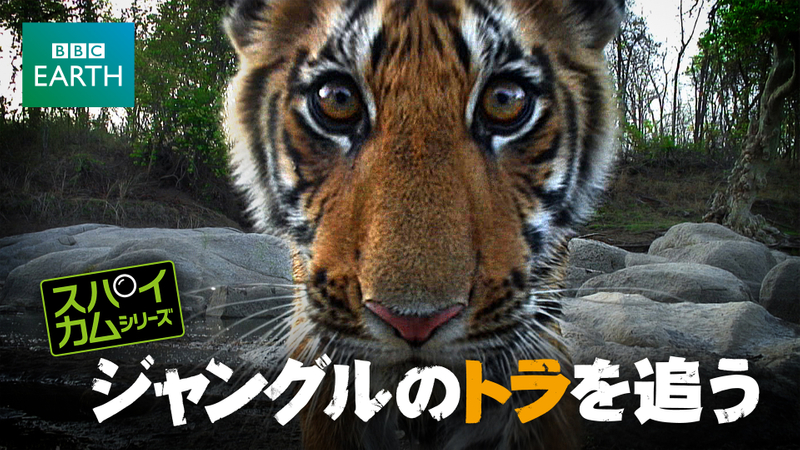 Bbc Earth スパイカムシリーズ ジャングルのトラを追う Wowowオンデマンドで見る