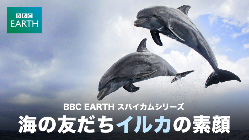 Bbc Earth スパイカムシリーズ 海の友だちイルカの素顔 Wowowオンデマンドで見る