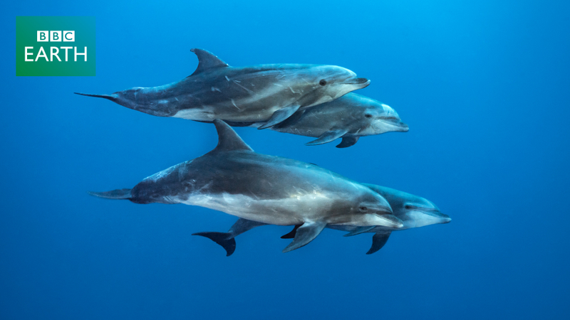 Bbc Earth アニマル・アインシュタイン #2 コミュニケーションの天才 Wowowオンデマンドで見る