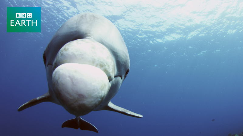 Bbc Earth スパイカムシリーズ 海の友だちイルカの素顔 1 まごころを、君に Wowowオンデマンドで見る