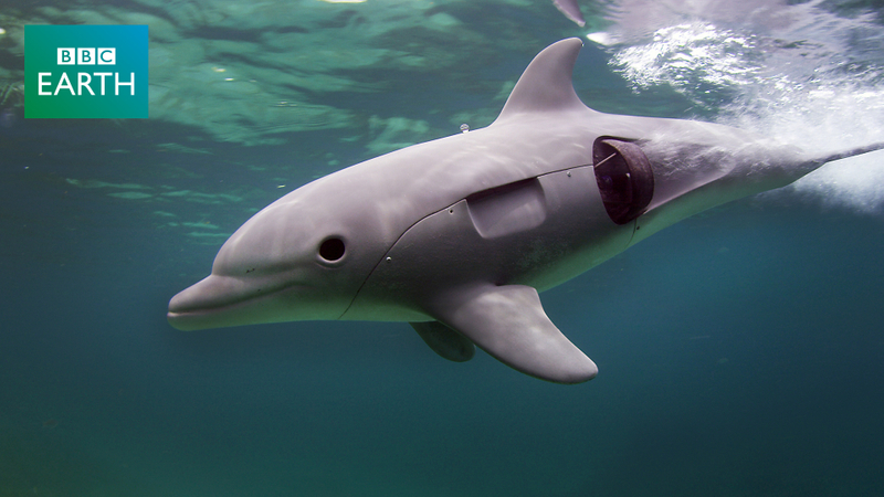 Bbc Earth スパイカムシリーズ 海の友だちイルカの素顔 2 アクアダイバー Wowowオンデマンドで見る
