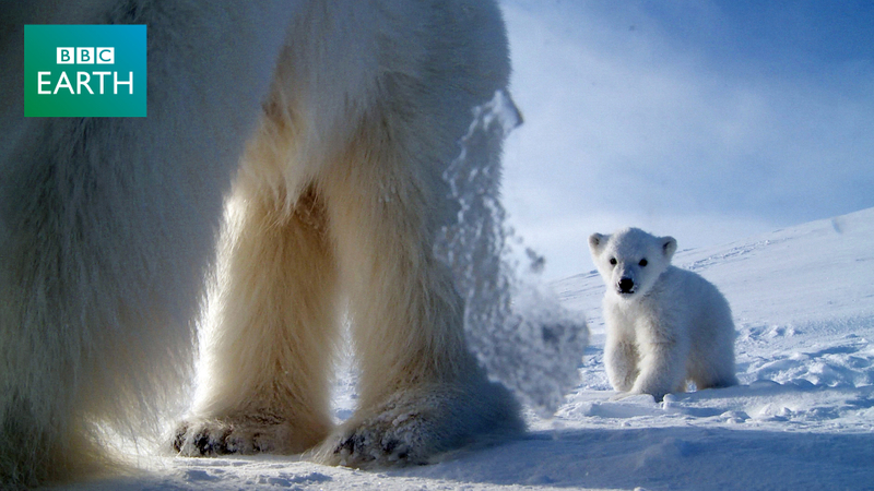 Bbc Earth スパイカムシリーズ 氷上の王者ホッキョクグマの素顔 1 スパイカムは見た！ Wowowオンデマンドで見る