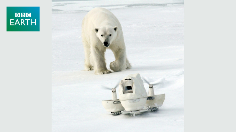 Bbc Earth スパイカムシリーズ 氷上の王者ホッキョクグマの素顔 2 絶体絶命! Wowowオンデマンドで見る