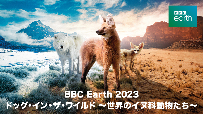 BBC Earth ドッグ・イン・ザ・ワイルド ～世界のイヌ科動物たち～ | WOWOWオンデマンドで見る