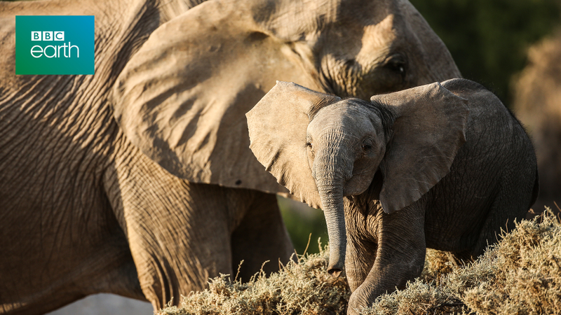 BBC Earth エデン ありのままの地球 ＃2 ナミブ砂漠：スケルトン・コースト | WOWOWオンデマンドで見る