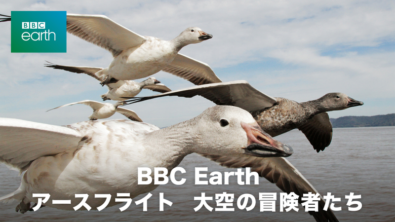 BBC EARTH アースフライト 大空の冒険者たち | WOWOWオンデマンドで見る