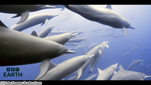 BBC Earth スパイ・オーシャン 動物カメラでのぞく世界 ＃3 深く関わる | WOWOWオンデマンドで見る