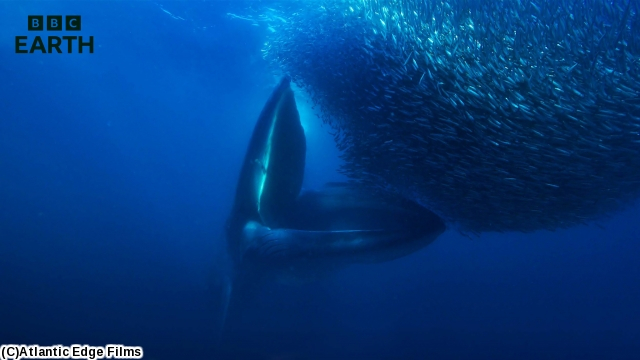 BBC Earth 2024 地中海 再生する生命（いのち）の物語 ＃3 大人になるということ | WOWOWオンデマンドで見る