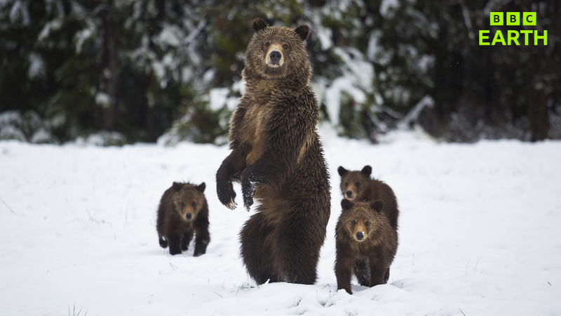 BBC Earth イエローストーン～七色の泉と白い雪解け～ #2 目まぐるしい春 | WOWOWオンデマンドで見る