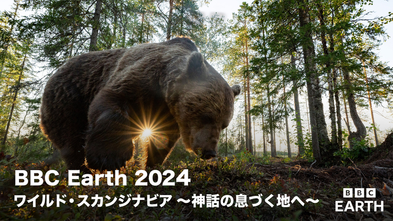Bbc Earth 2024 ワイルド・スカンジナビア~神話の息づく地へ~ Wowowオンデマンドで見る