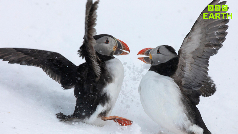 BBC Earth 2024 ワイルド・スカンジナビア～神話の息づく地へ～ ＃1 海岸線と共に生きる | WOWOWオンデマンドで見る