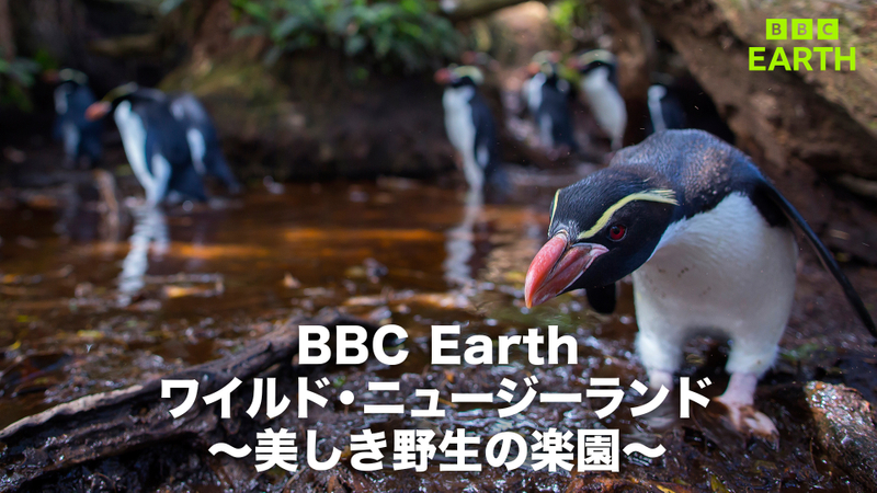 BBC Earth ワイルド・ニュージーランド～美しき野生の楽園～ | WOWOWオンデマンドで見る