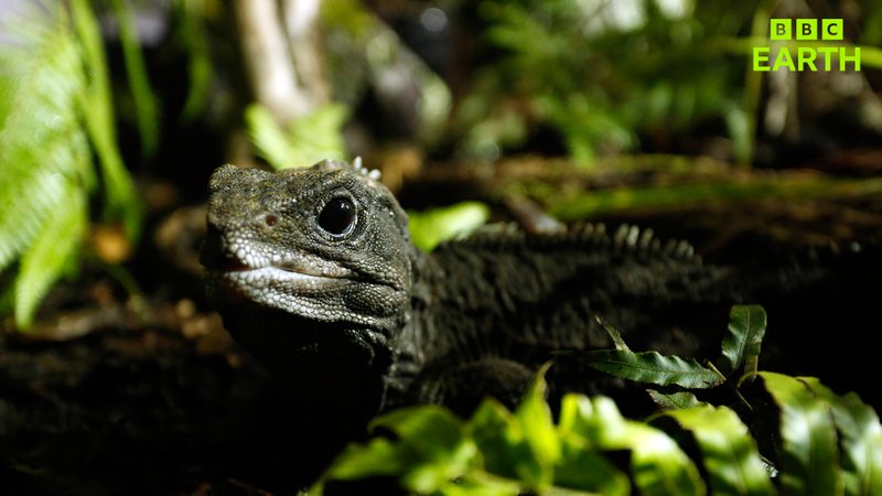 Bbc Earth ワイルド・ニュージーランド～美しき野生の楽園～ 1 閉ざされた島 Wowowオンデマンドで見る